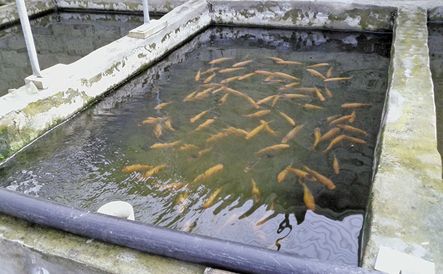 Fish breeding do's & don'ts | Farmer's Weekly SA
