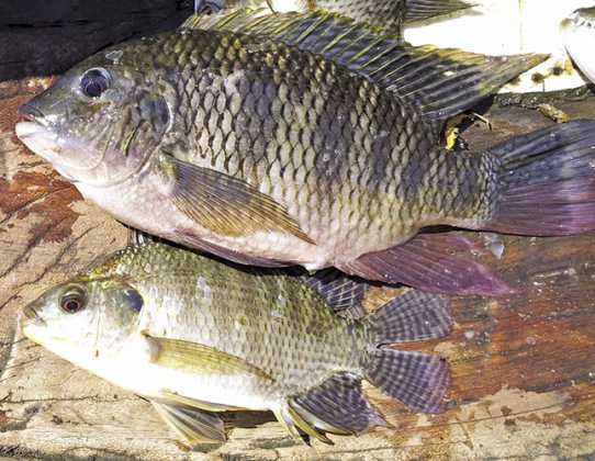 Selecting fish species and strains | Farmer's Weekly SA