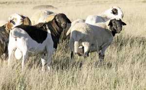 Breeding well-balanced Meatmaster sheep | Farmer's Weekly SA