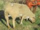 Injecting sheep and goats - Part 4 | Farmer's Weekly SA