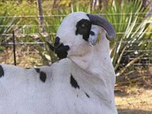 Groblersdal’s champion Damara Stud | Farmer's Weekly SA