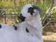 Groblersdal’s champion Damara Stud | Farmer's Weekly SA