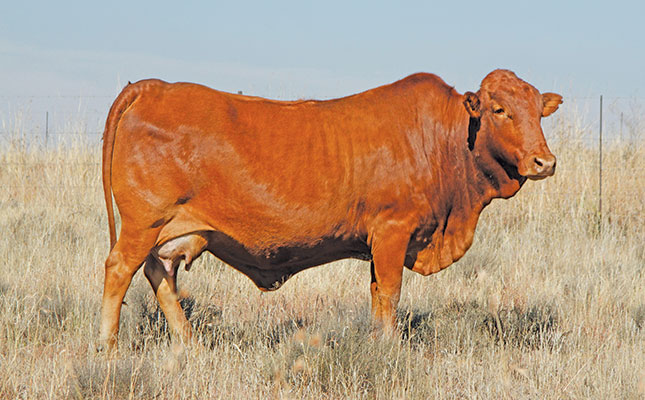 Environmental benefits of Afrikaner cow productivity