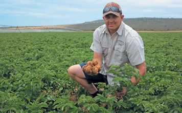 The Sandveld’s 75t/day family potato business