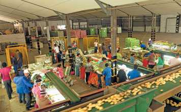 The Sandveld’s 75t/day family potato business