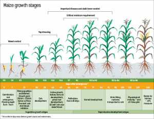 Maize production: Managing critical plant growth stages