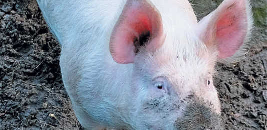 The indigenous Kolbroek pig – a South African success story