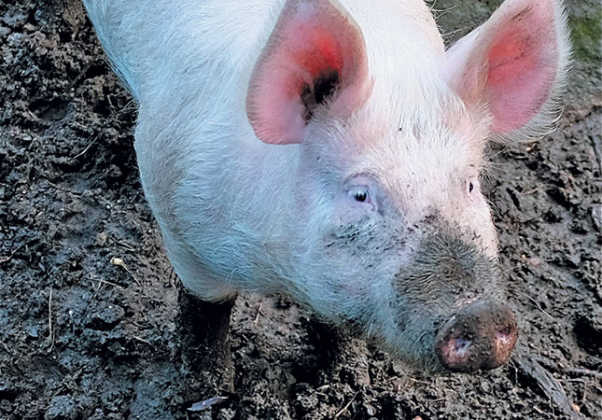 The critical role of proper nutrition in pig and poultry production