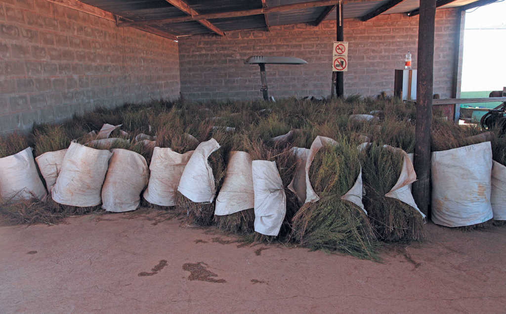 Rooibos: good production management key to higher yields