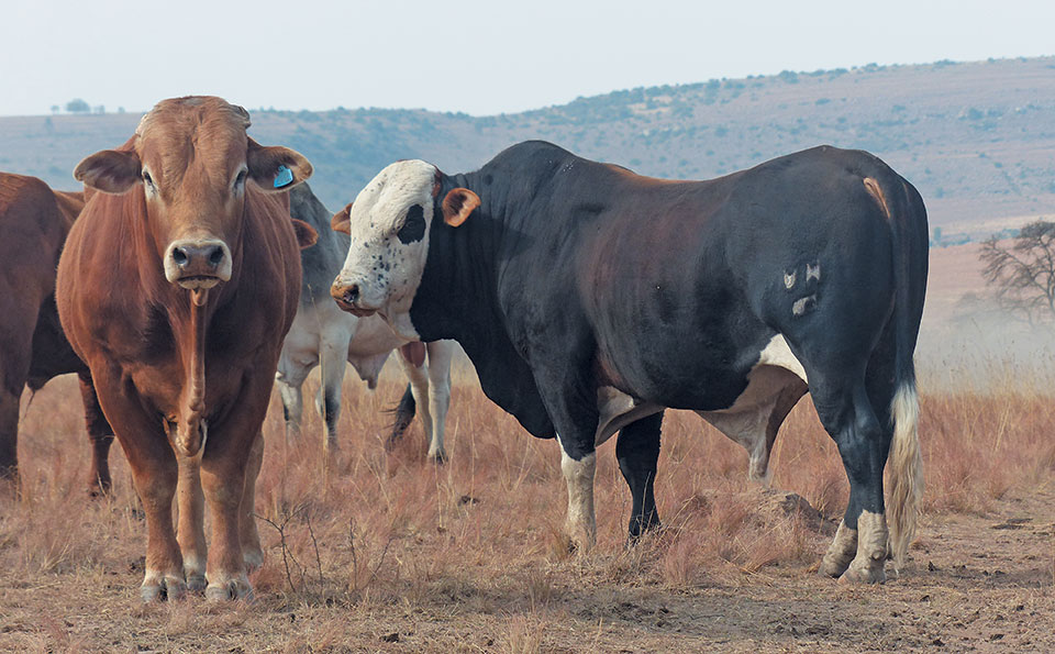 From a tiny plot to a thriving commercial farm