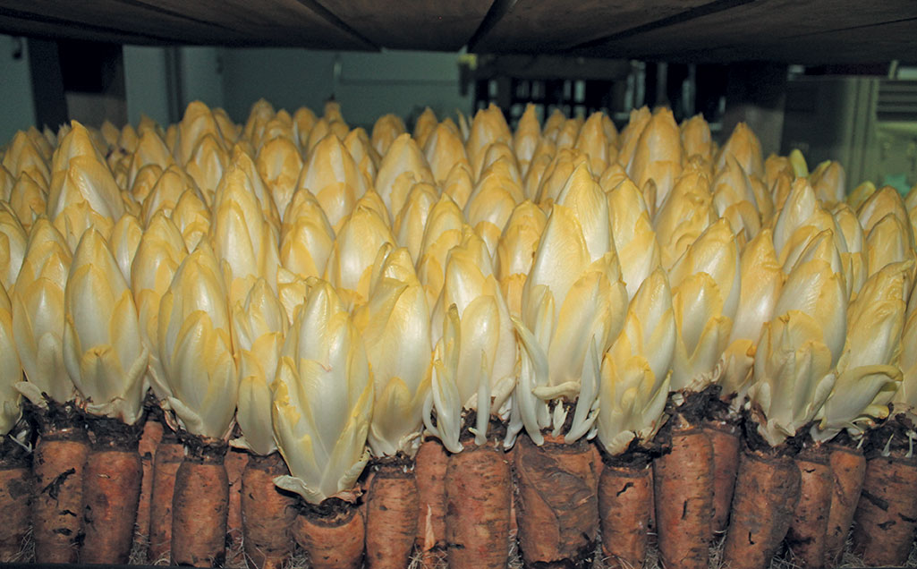 Witlof: a new entrant to SA’s leafy vegetables market