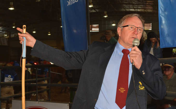 Finding value in cattle shows in an era of modern breeding