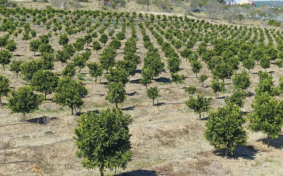 Persistence pays off for award-winning citrus farmer