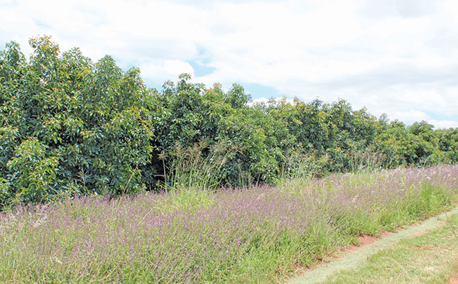 Making agriculture more bee-friendly