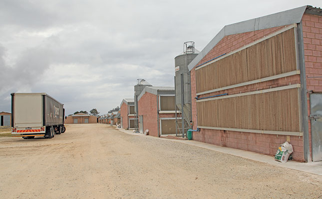 Building a mega business through egg production