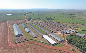 Technology and animal welfare improve piggery profits