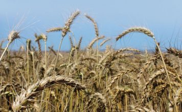 The basics of wheat