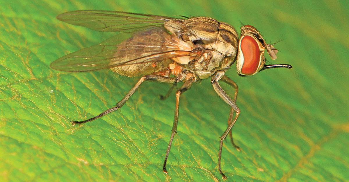 Controlling biting flies