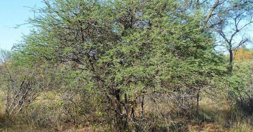 Charcoal production ‘a valuable source’ of income on farms