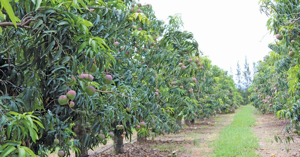 Stable mango yields: timing is everything