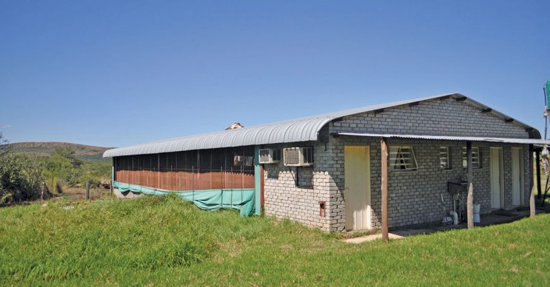 Getting started with egg production