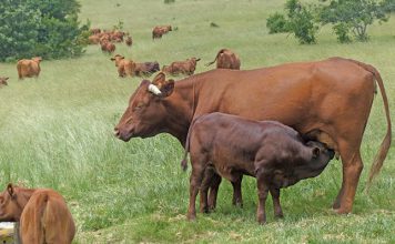 Top emerging beef farmer’s journey to success with Bonsmara