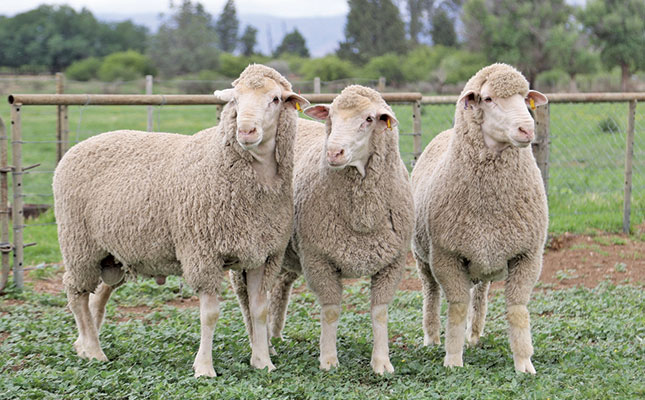 The benefits of polled Merinos for SA’s sheep industry