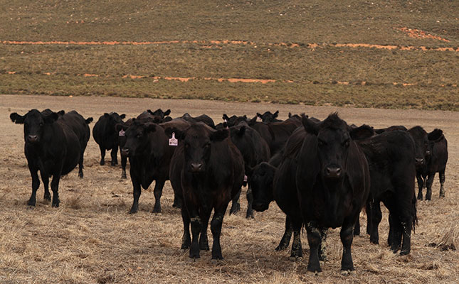 How Angus cattle add value to a fruit farm