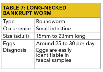 Beware of these five parasites in sheep