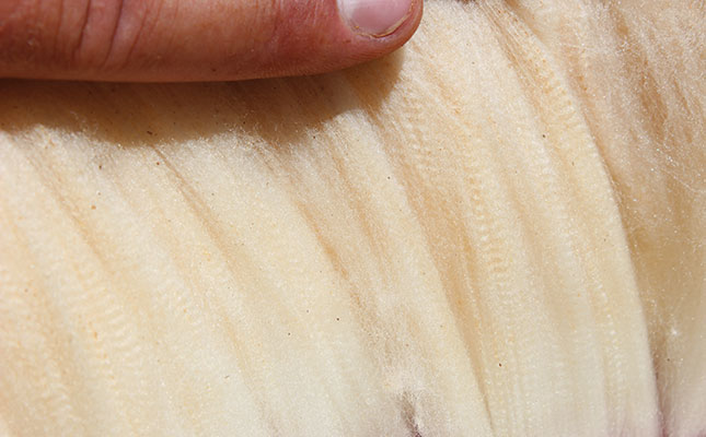 Letelle sheep: profitable and resilient