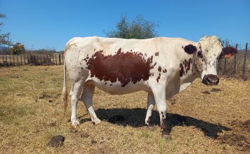 SA’s top beef producers shine at ARC awards