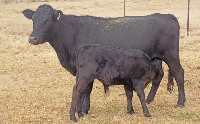 Hardy, dual-purpose Dexters make sound business sense