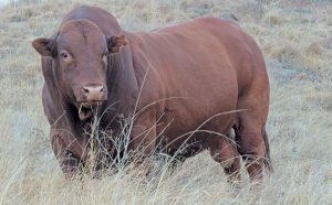 Choosing a good-quality breeding bull