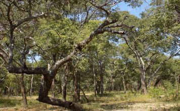 Zimbabwe aims to grow a biodiversity economy