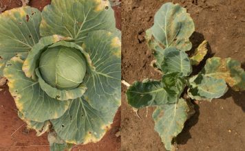 Black rot: take care to prevent this destructive disease