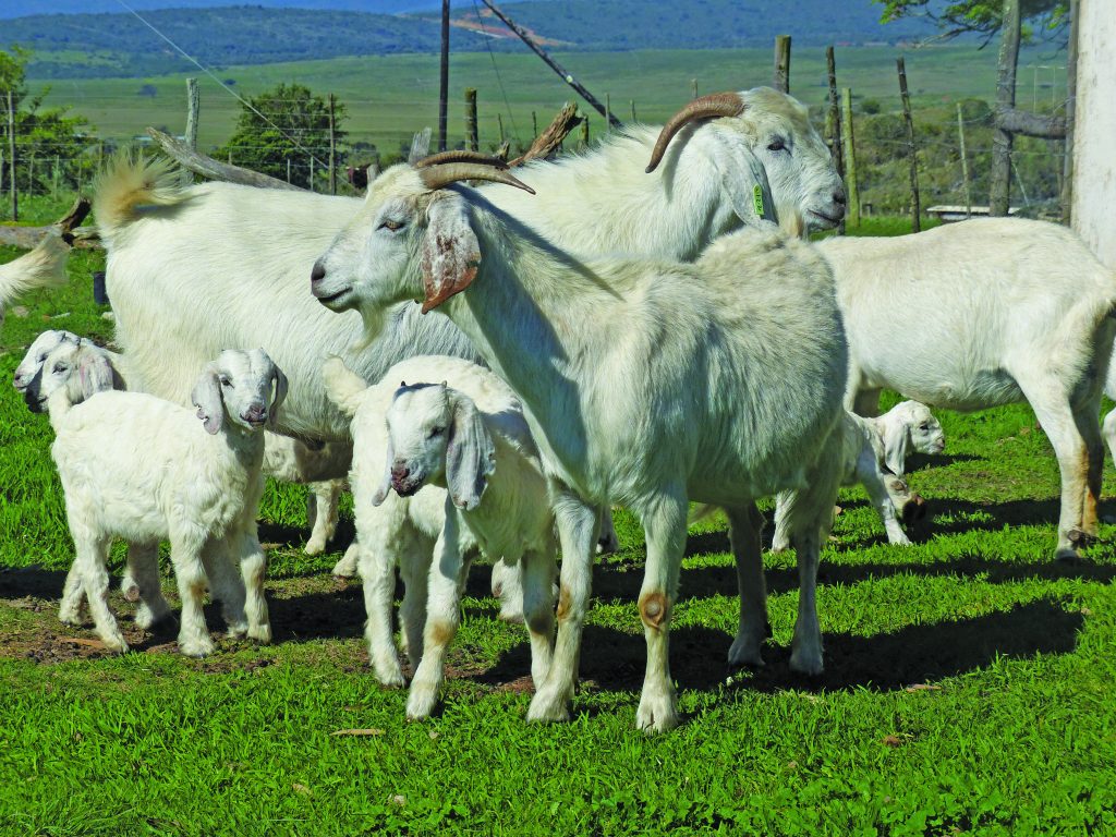 White Savanna goats add meat to beef enterprise