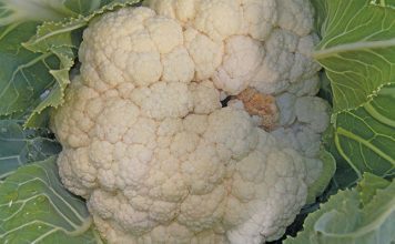 Be aware of cauliflower’s special requirements