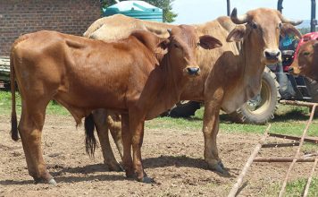 From a DJ to a successful farmer in the Eastern Cape