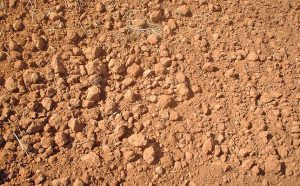 Getting your soil ready for carrot planting