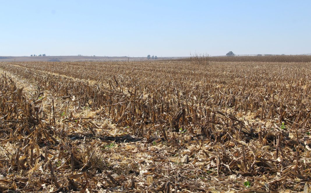 Lower yields and prices expected for 2024 summer crop harvest
