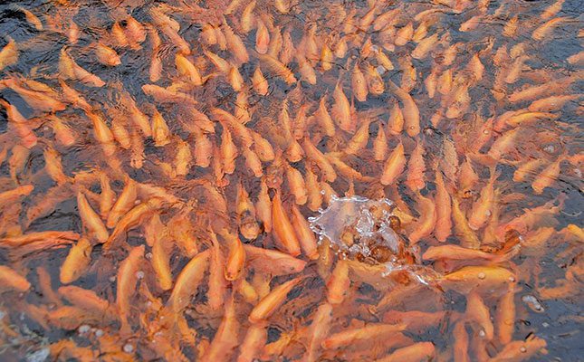 Fish farming: a goldfish or red herring?