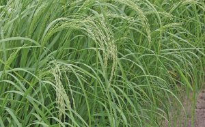 Why indigenous teff is being heralded as a wonder food