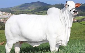 World’s most expensive cow sets new Guinness World Record