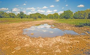 The role of One Health in sustainable farming and well-being