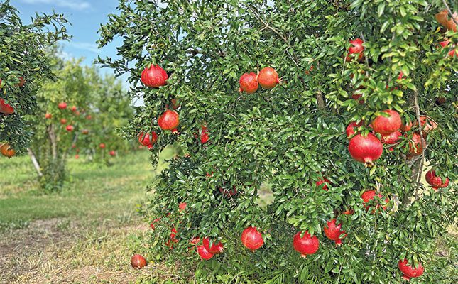 Pomegranates: easy to grow in the right climate