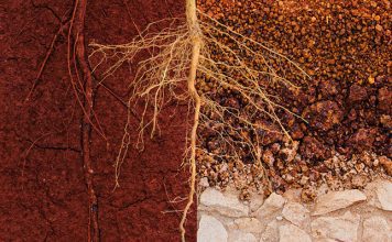Understand soil and plant interactions for improved crop efficiency