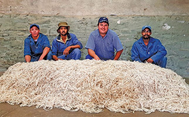 Breeding productive, well-adapted Angoras in the Eastern Cape