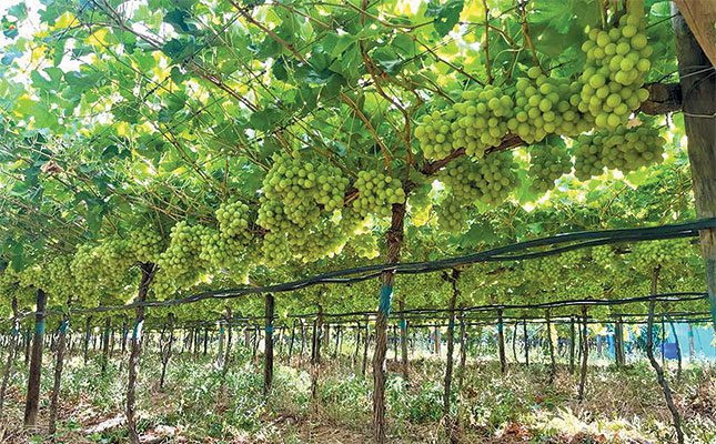 Biological crop protection: it’s tricky but possible