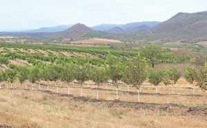 Optimal macadamia production requires an investment in soil