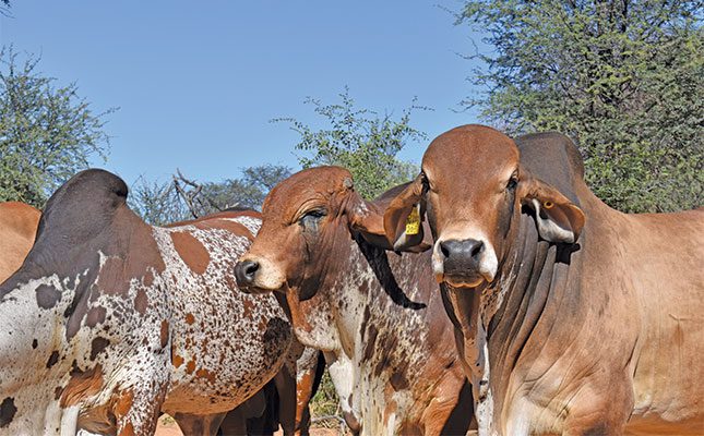 The Brahman: a key player in Namibia’s beef production industry